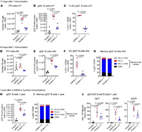 Tfh Cell Gd2 Specific Gc B Cell And Memory B Cell Responses Are More