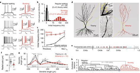 Morphofunctional Phenotypes And Cytoarchitecture Of Ca3 Principal