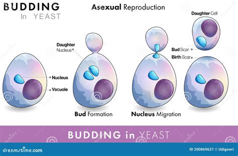 Budding Yeast Reproduction