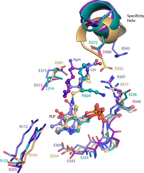 Specificity Determinants In The Active Sites Of Enzyme From The Four