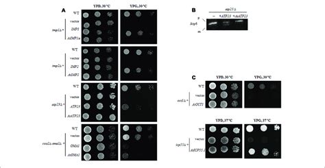 functional complementation of yeast mutants lacking the respective