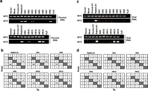 Selective Amplification Of Edited Hiv 1 Proviral Genomes And Genomic
