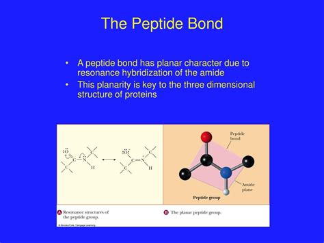 The Peptide Bond Amino Acids Are Joined Together In A Condensation
