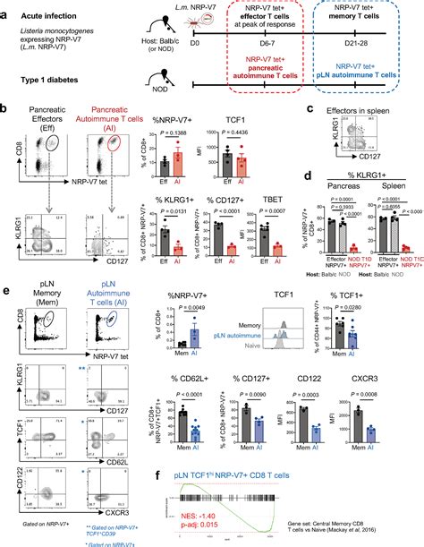 An Autoimmune Stem Like Cd8 T Cell Population Drives Type 1 Diabetes