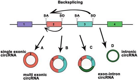 1 Biogenesis And Diversity Of Circular Rnas Circular Rnas Are Produced
