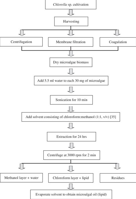 The Flowchart Representing The Harvesting Method And Lipid Extraction