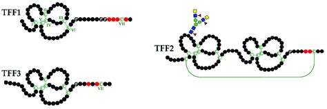 Schematic Structures Of The Three Human Tff Peptides Cysteine Residues