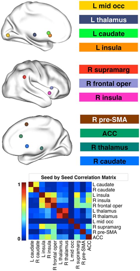 Seed Roi Used For Functional Connectivity Analyses The 11 Seed Regions