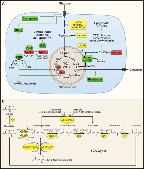 Cellular Metabolism And Disease What Do Metabolic Outliers Teach Us Cell