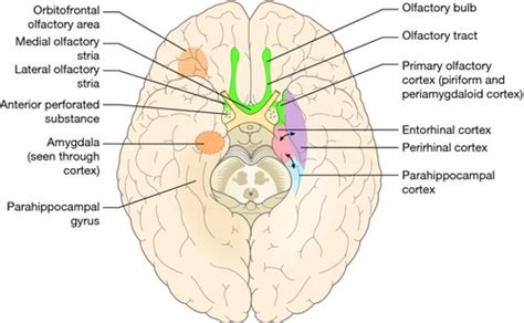 Piriform Cortex Anatomy