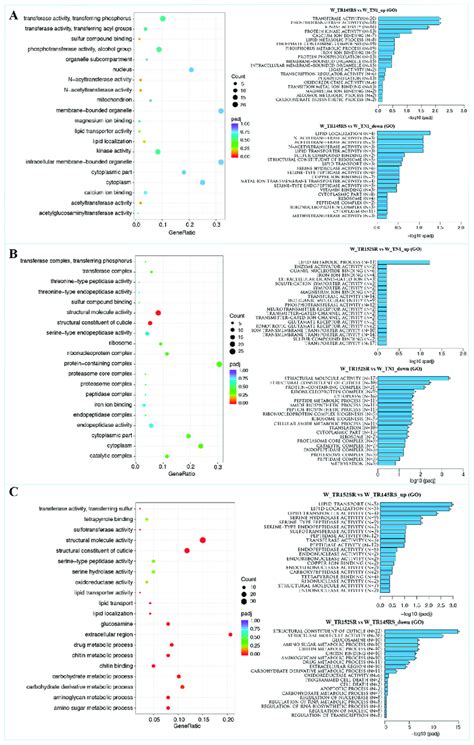 Gene Ontology Enrichment Analysis Of The Top 20 Enriched Go Terms In