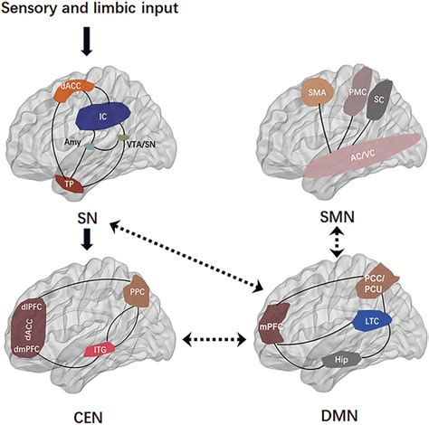 The Salience Network Sn Plays A Central Role In Switching Between The