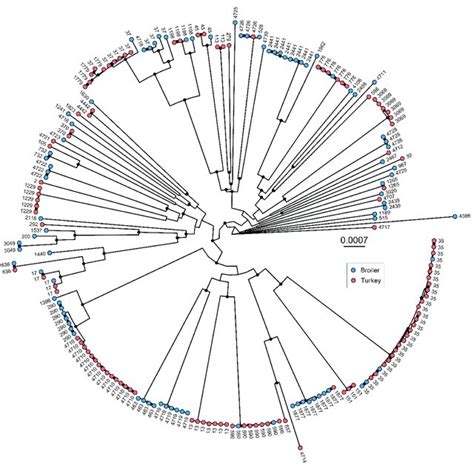 Maximum Likelihood Phylogenetic Tree Based On Concatenated Core Genes