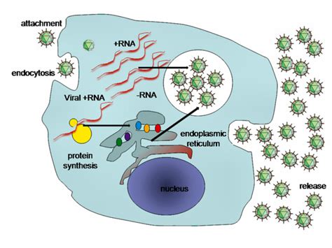 Viral Replication Boundless Microbiology