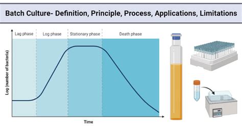 Batch Culture Definition Principle Process Applications Limitations