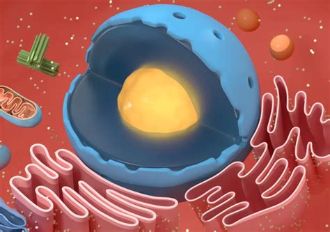 Cytoplasm Structure And Functions Biology Teach