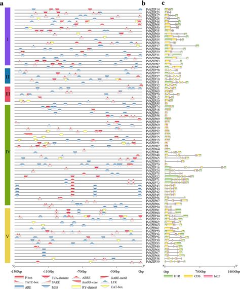 Analysis Of Cis Regulatory Elements And Gene Structure Of The Pvbzips