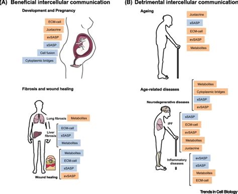 Classical And Nonclassical Intercellular Communication In Senescence