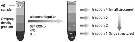 Density Gradient Ultracentrifugation Schematic Picture Of The Density