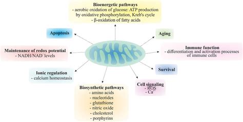 Mitochondrial Function In The Cell Download Scientific Diagram