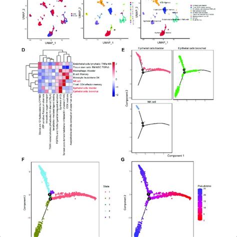 Different Clusters Annotation And Cell Types Identification In Luad