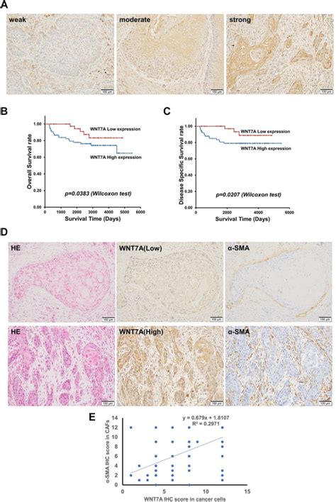 Role Of Stromal Fibroblast Induced Wnt7a Associated With Cancer Cell
