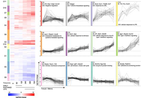 Intracellular Helicobacter Pylori Induces Temporal Waves In Macrophage