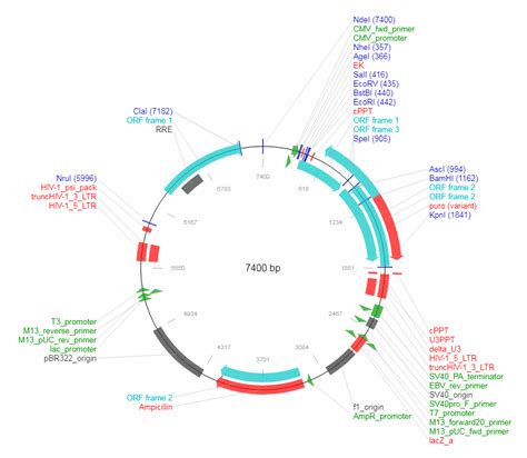 Pljm1质粒图谱、载体图谱、序列、价格、抗性、测序引物、大小等信息 生物风载体