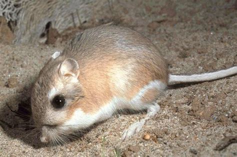Pacific Kagaroo Rat — Mt San Jacinto Natural History Association