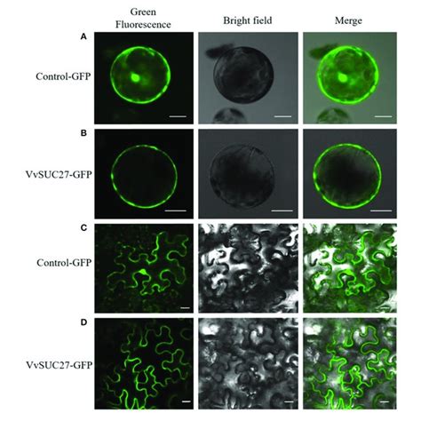 Subcellular Localization Of Vvsuc27 By Transient Expression Of Gfp