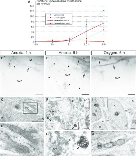 Oxygenation Of Post Mortem E13 5 Mouse Embryonic Brains Attenuates The