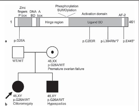 Figure 1 From Novel Heterozygous Mutations Of Nr5a1 And Their