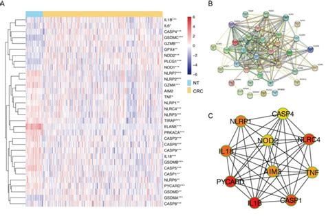 Analysis Of Prgs In Crc A The Expression Of Prgs Between Crc Tissues