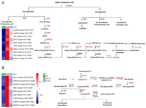 Ijms Free Full Text Comparative Transcriptome Analysis Identifies