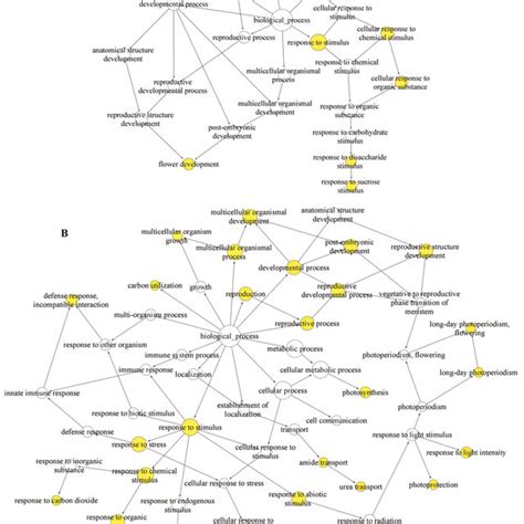 The Overrepresented Go Biological Process In The Differentially