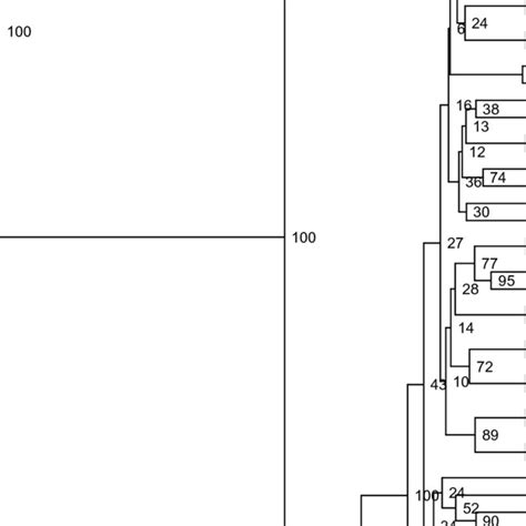 Upgma Dendrogram Generated Using Treeview Software Based On The