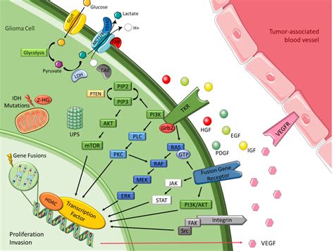 Tumor Cell Signaling Pathways Encyclopedia Mdpi