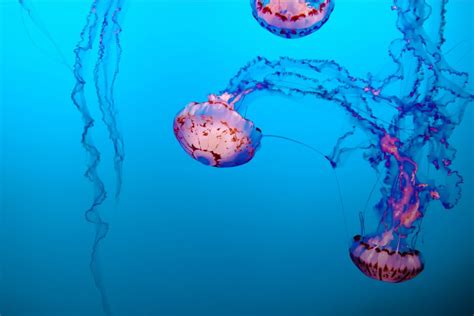 the shape of things to come graphql and the web of apis the new stack