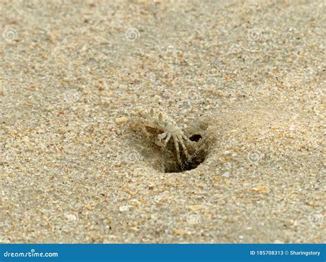 Tiny Ghost Crabs Digging Holes In The Sand Stock Image Image Of Holes