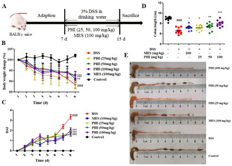 Ijms Free Full Text Phillygenin Attenuated Colon Inflammation And