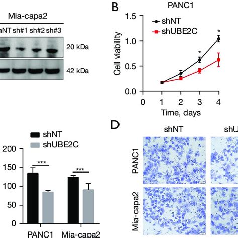 Ube2c Promotes Metastatic Activity In Pc Cells A Ube2c Knockdown