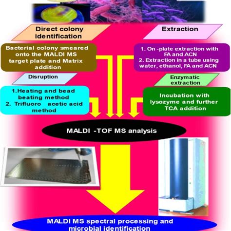 Maldi Ms Methodology Followed For The Direct Identification Of Plant