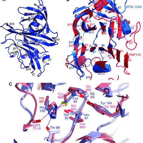 Structural Analysis Of Bpsl1549 A Cartoon Representation Of Bpsl1549