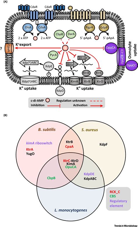 A Delicate Connection C Di Amp Affects Cell Integrity By Controlling