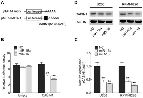 Downregulation Of Mirna‑15a And Mirna‑16 Promote Tumor Proliferation In