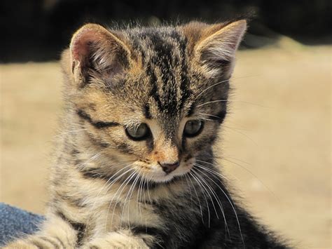 where should i see how to determine the sex of a kitten