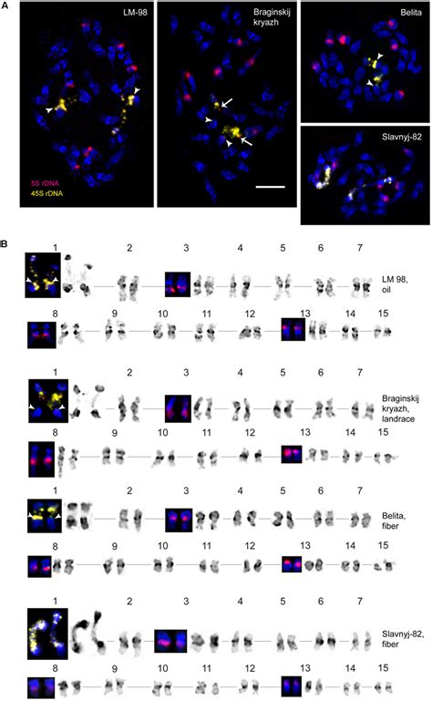 Frontiers Integration Of Physical Genetic And Cytogenetic Mapping