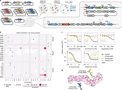 Deep Mutational Scanning And Crispr Cas9 Directed Editing Of