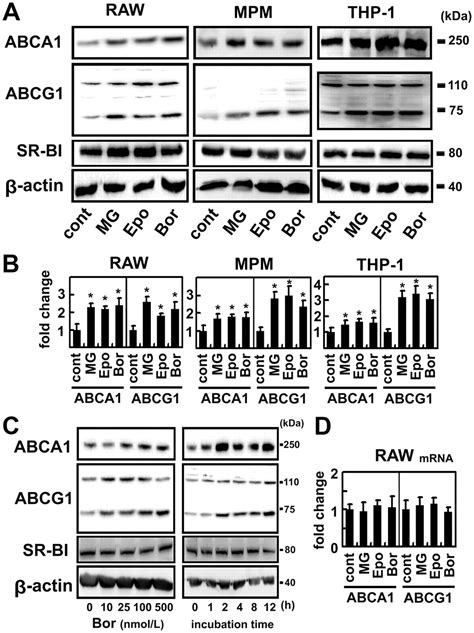 Proteasomal Inhibition Promotes Atp Binding Cassette Transporter A1