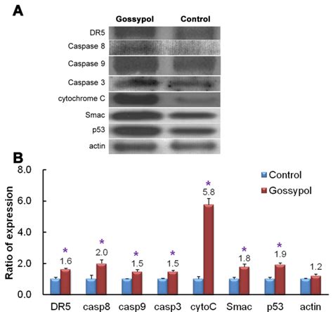 Protein Expressions Of Extracts From Control And 20 μm Gossypol Treated